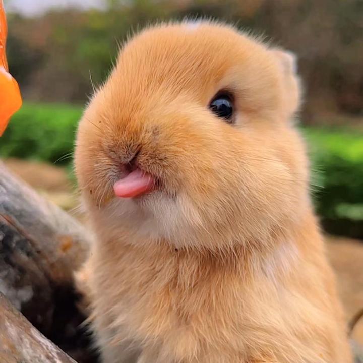 #cute #rabbit | Charming Critter Haven (@tianyuanmengchong)